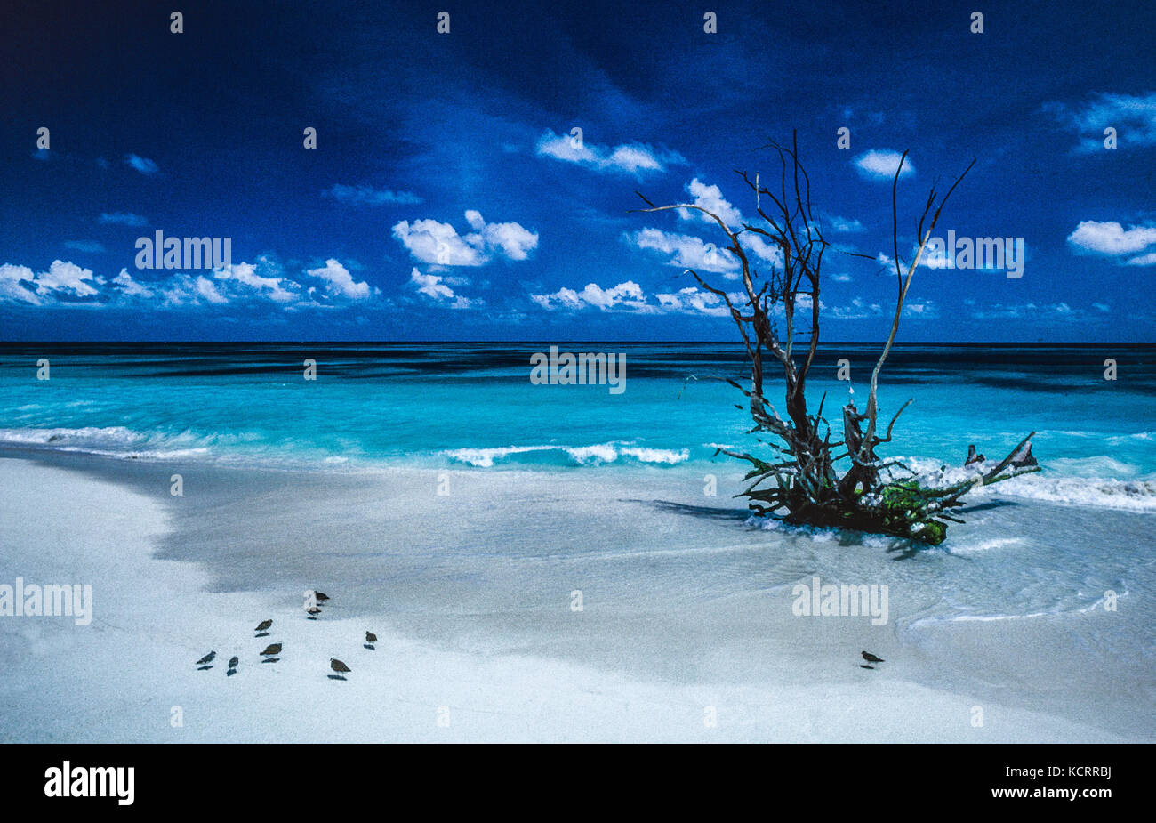 beach on Bird Island, Seychelles Stock Photo - Alamy