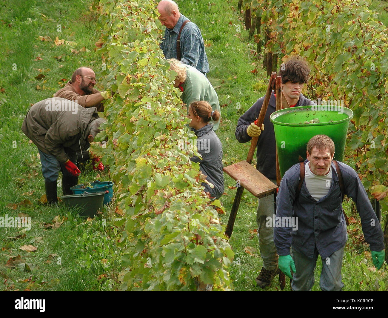 German wine industry: Rheingau, harvest at Rauenthal, Germany Stock ...