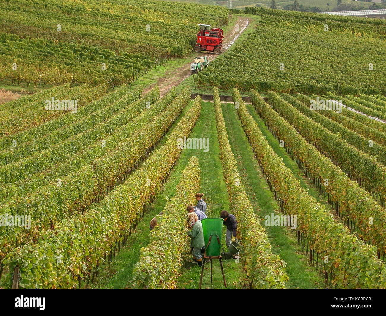 German wine industry: Rheingau, harvest at Rauenthal, Germany Stock ...