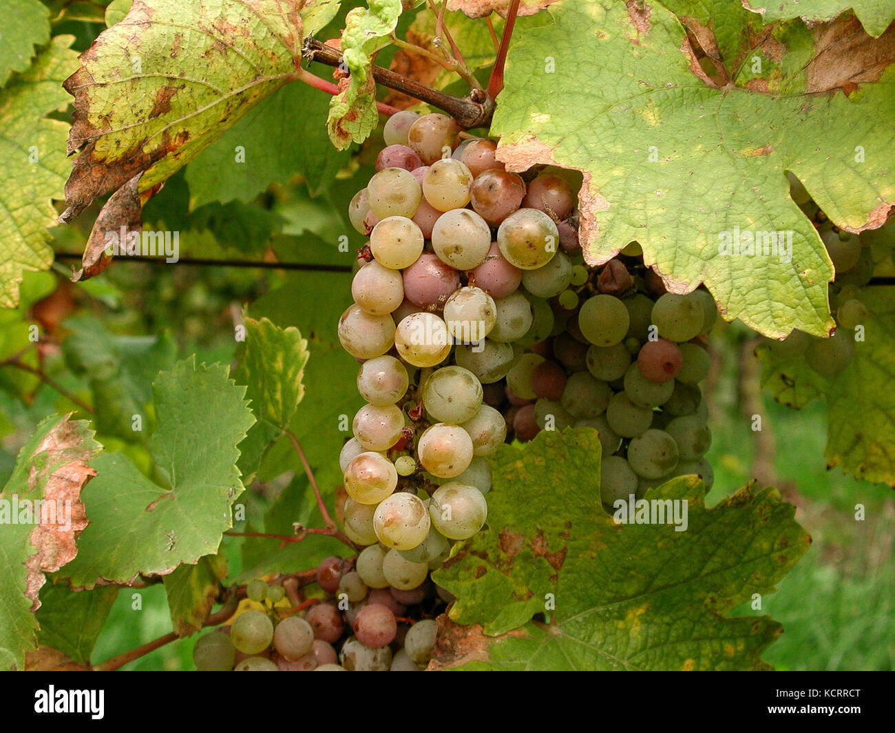 White riesling grape hi-res stock photography and images - Alamy