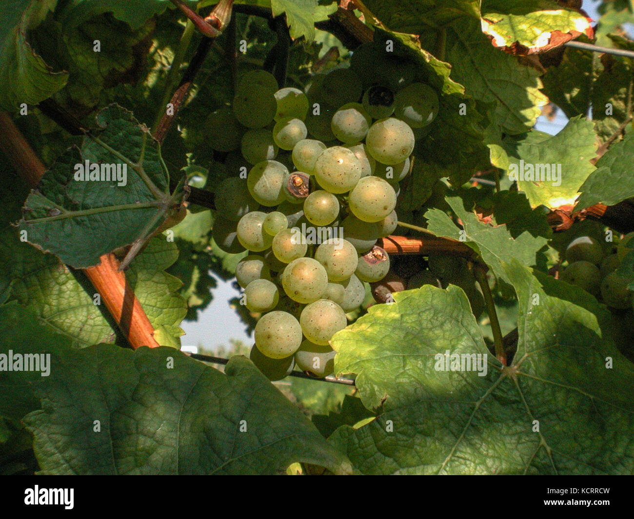 German wine industry: Riesling Grapes at Rauenthal, Rheingau, Germany ...