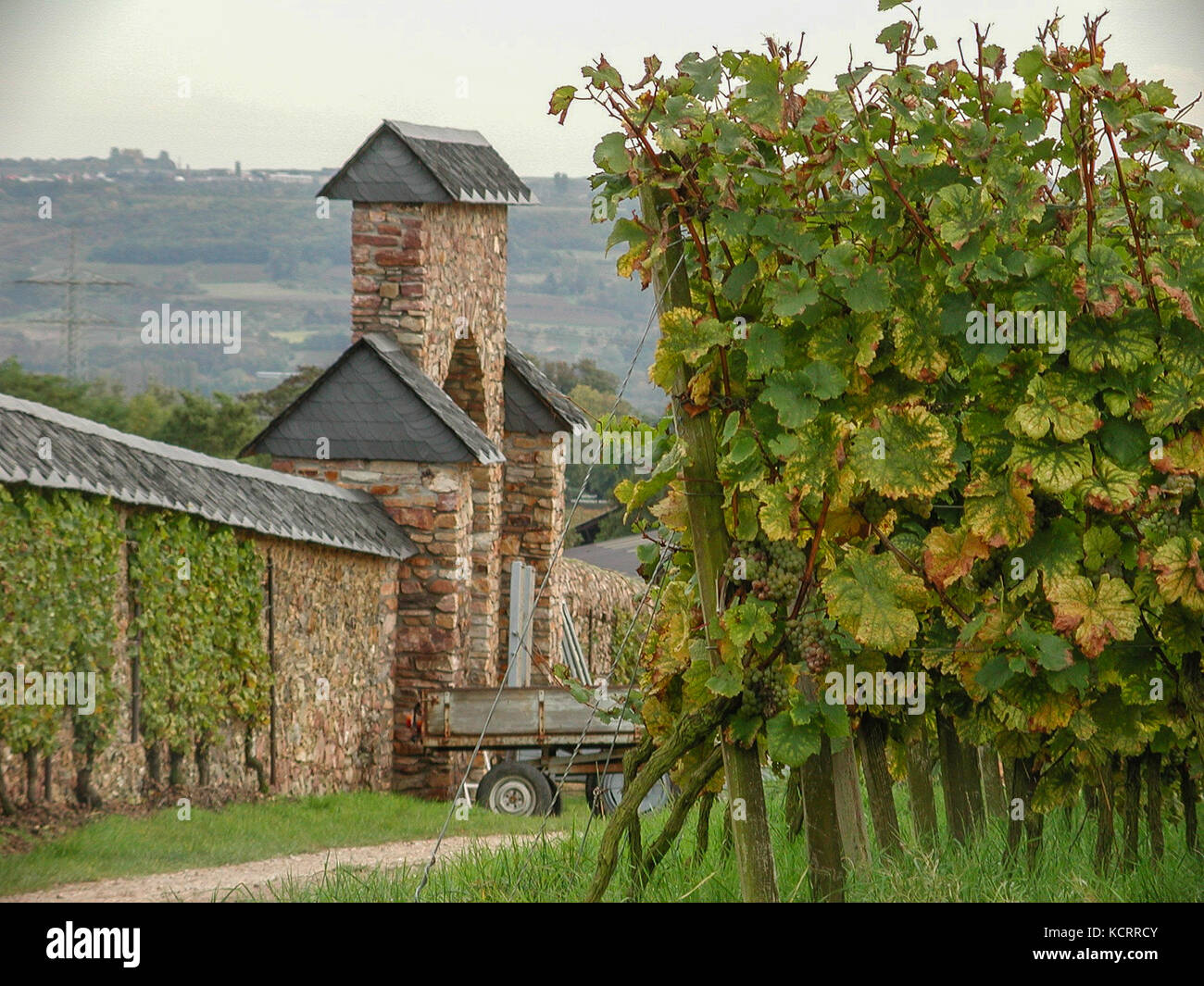 German wine industry: Rheingau, Steinberg, Riesling Stock Photo - Alamy