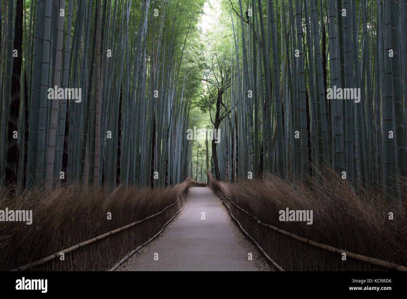Japan bamboo forest Arashiyama Stock Photo - Alamy