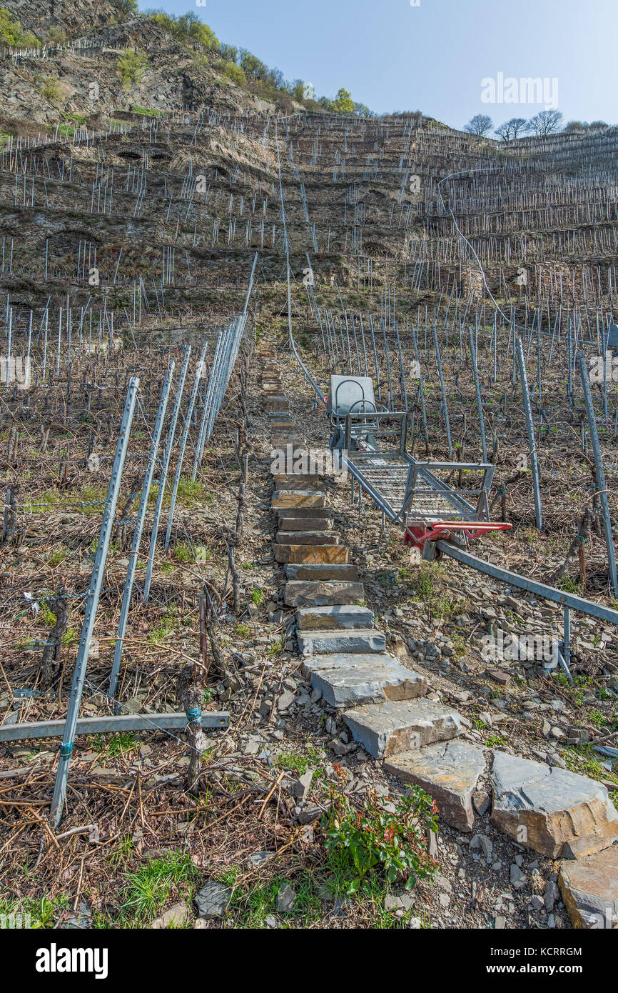 Uhlen vineyard at Winningen, Mosel valley, Germany Stock Photo - Alamy