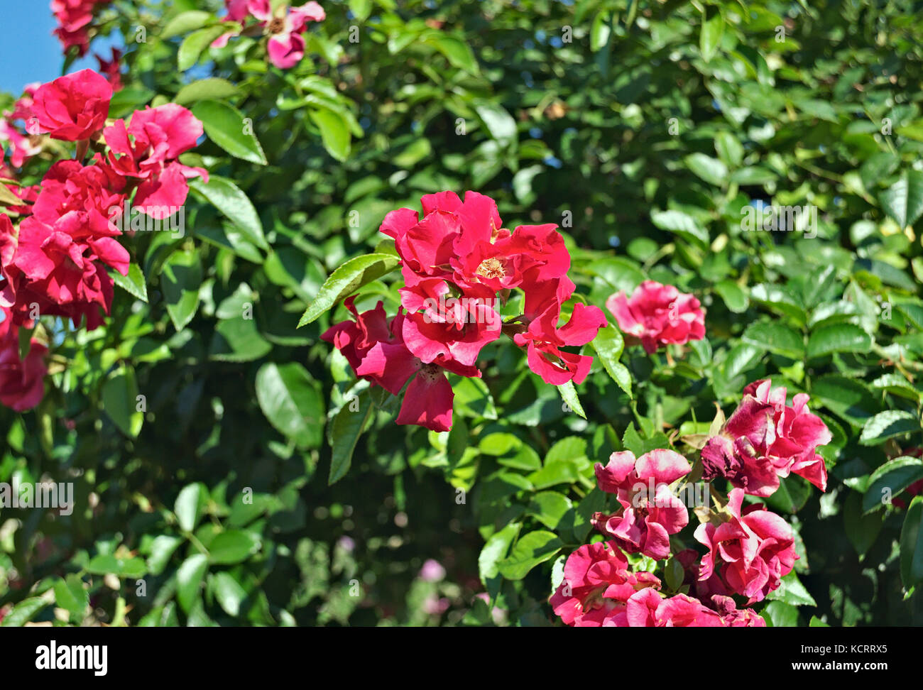 Decorative tree blooming with big red flowers Stock Photo - Alamy