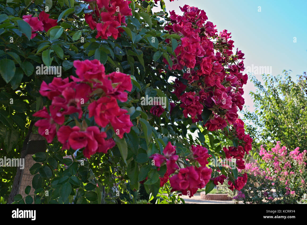 Decorative tree blooming with big red flowers Stock Photo - Alamy