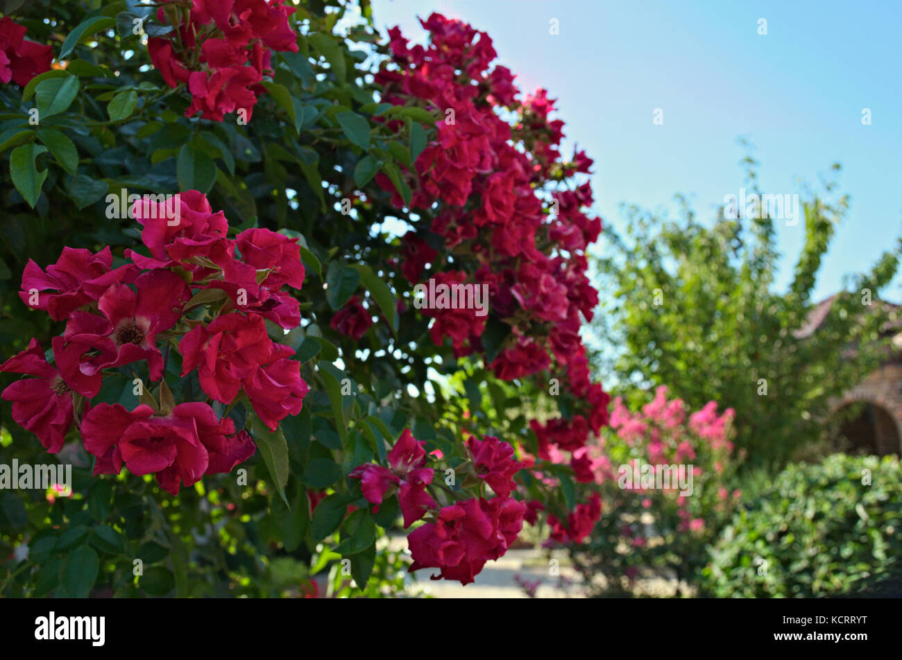 Decorative tree blooming with big red flowers Stock Photo - Alamy