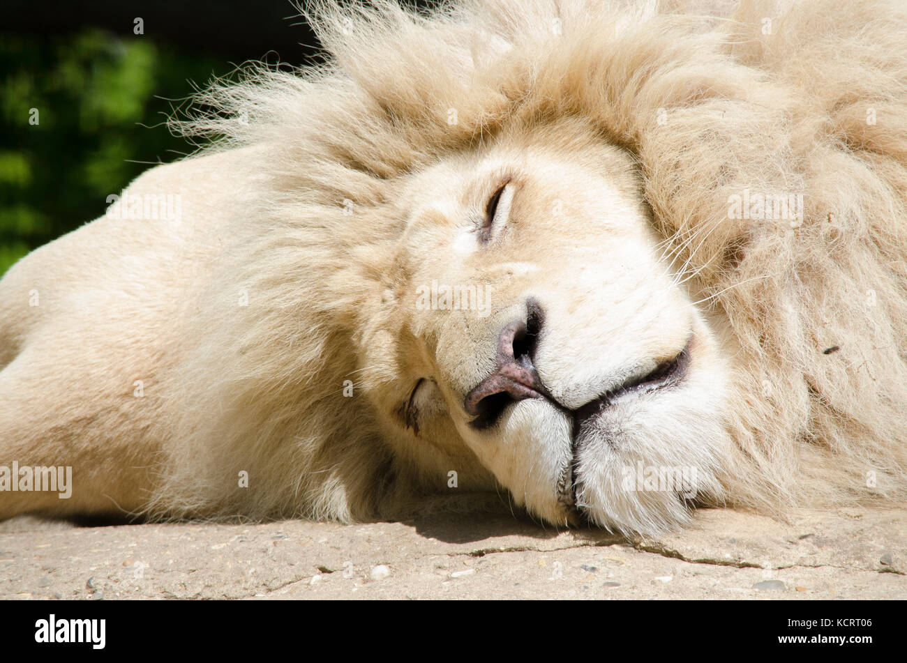 Lions den zoo hi-res stock photography and images - Alamy