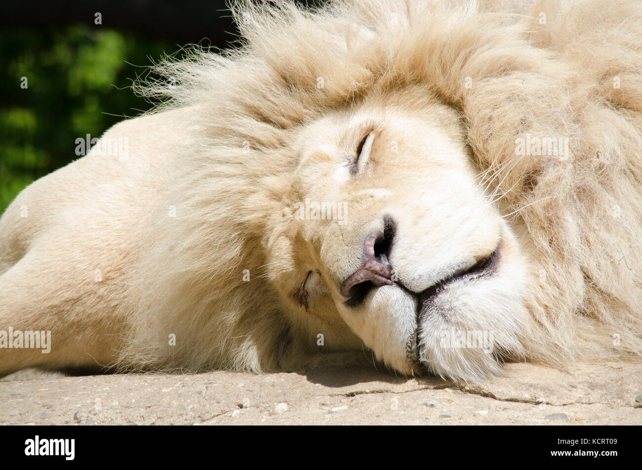 Lions den zoo hi-res stock photography and images - Alamy