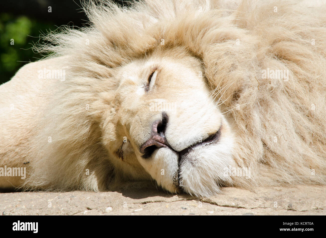 Photograph taken in Captivity The Lions Den Stock Photo - Alamy