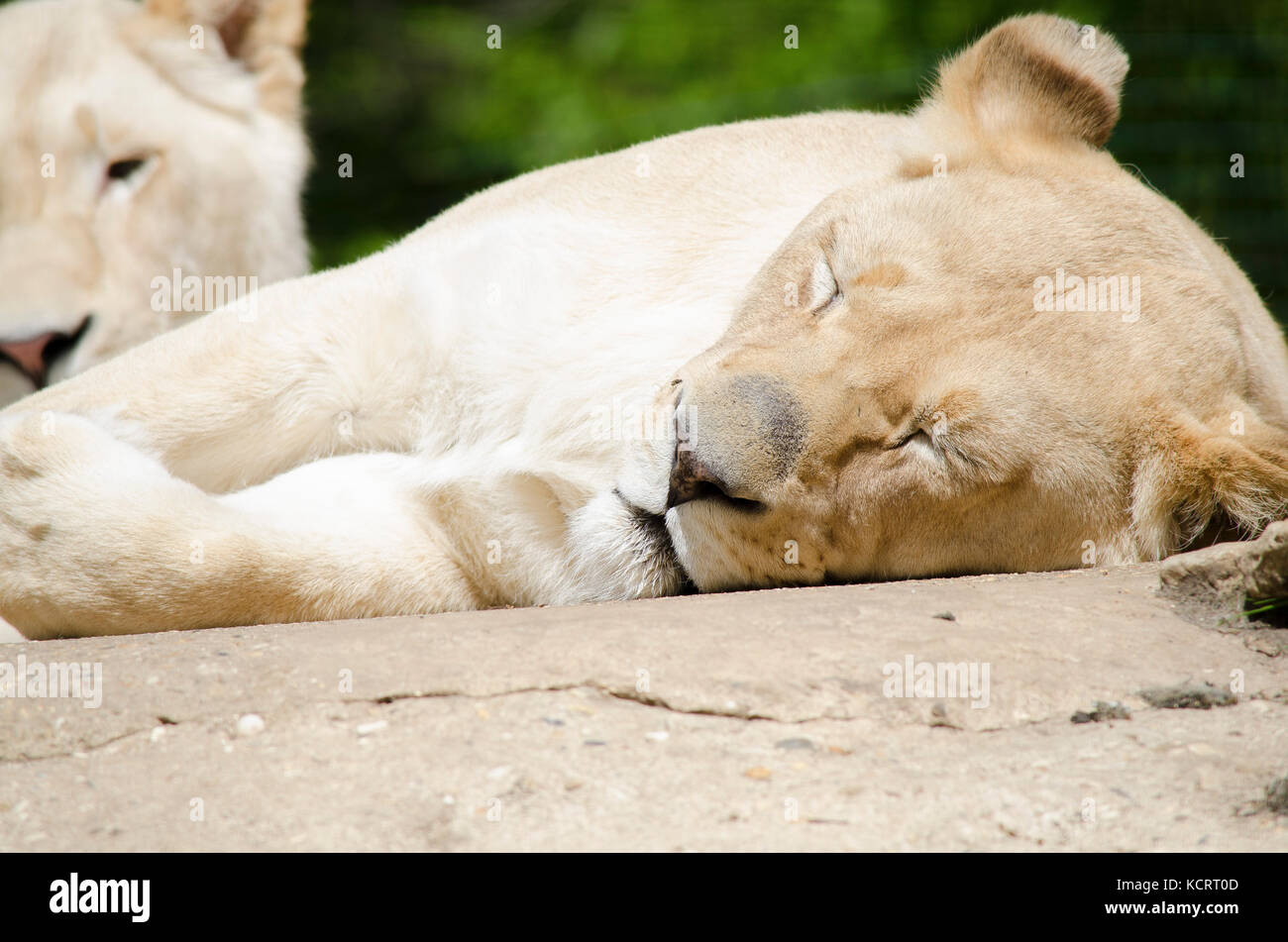 Photograph taken in Captivity The Lions Den Stock Photo - Alamy
