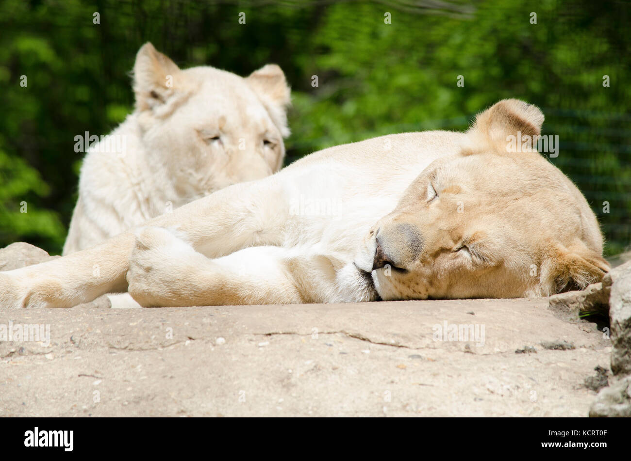 Lions den zoo hi-res stock photography and images - Alamy