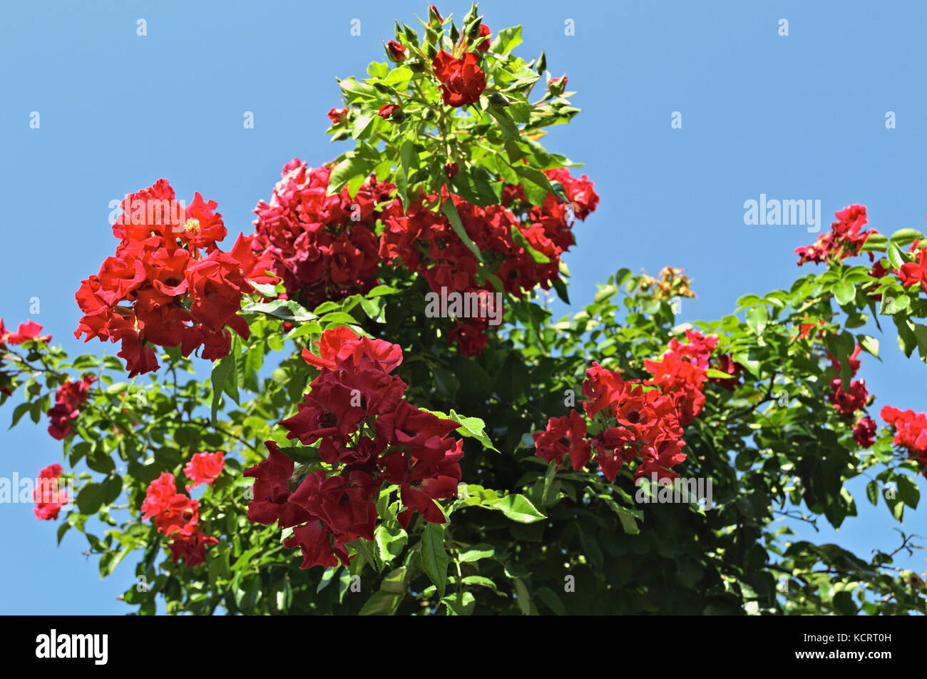 Decorative tree blooming with big red flowers Stock Photo - Alamy