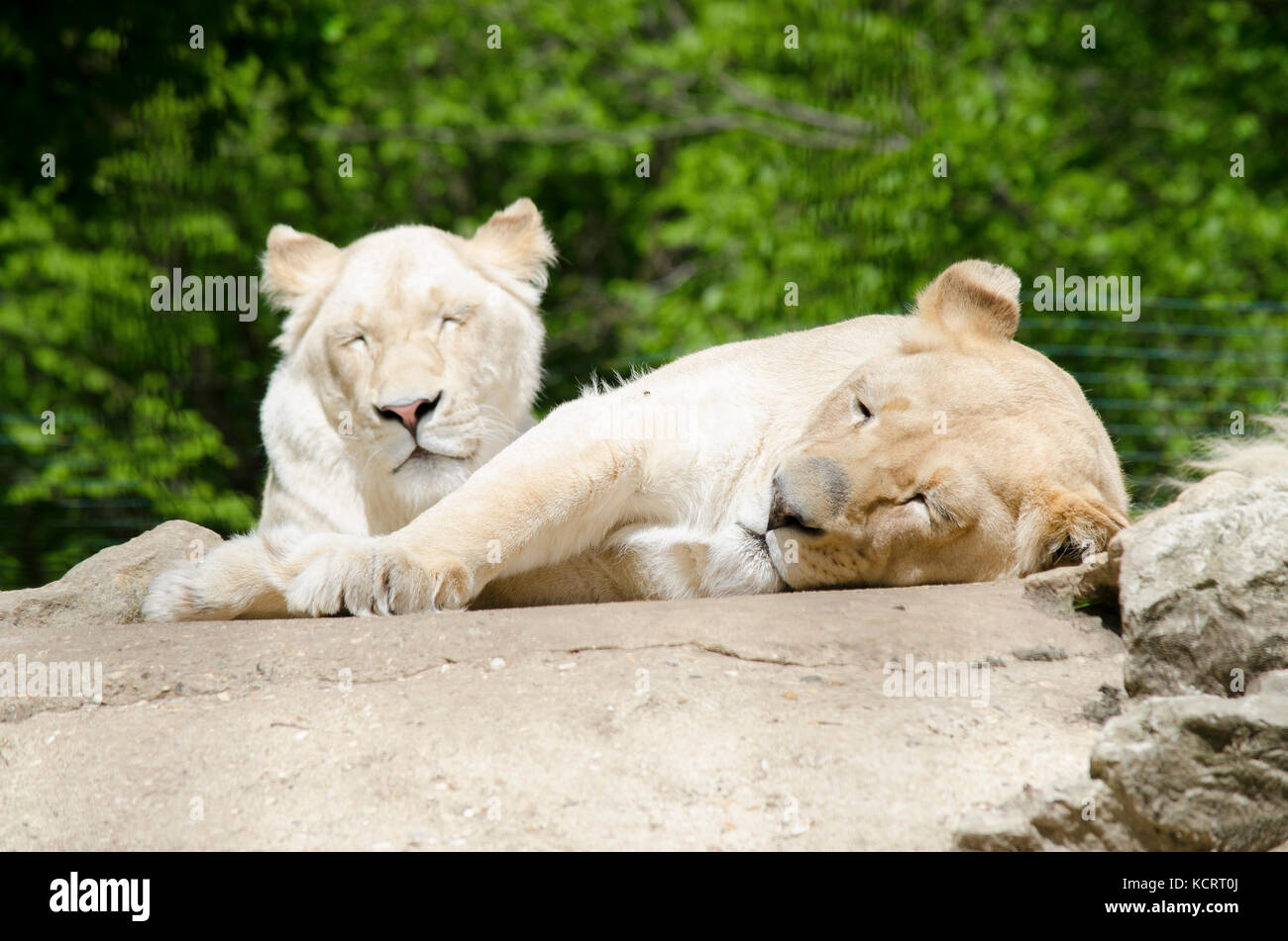 Photograph taken in Captivity The Lions Den Stock Photo - Alamy