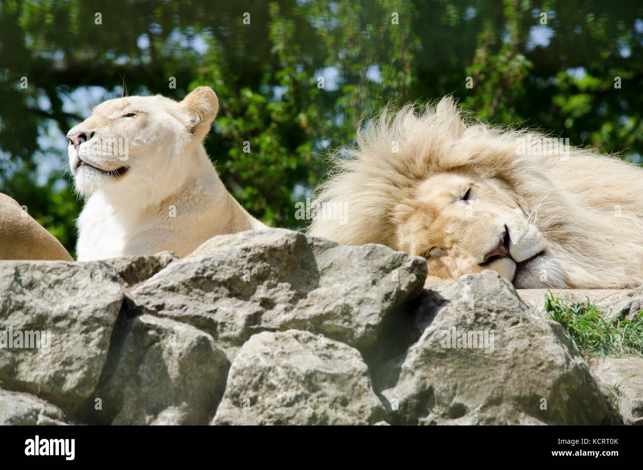 Photograph taken in Captivity The Lions Den Stock Photo - Alamy