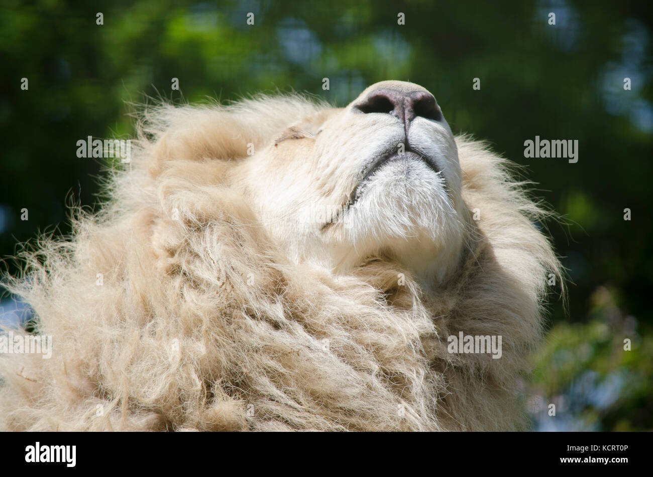 Lions den zoo hi-res stock photography and images - Alamy