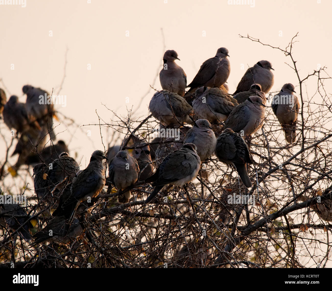 Sigma dove hi-res stock photography and images - Alamy