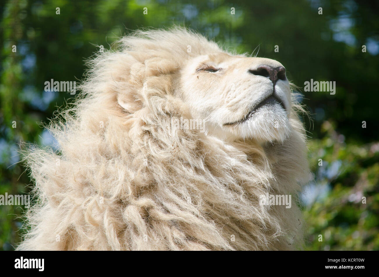 Photograph taken in Captivity The Lions Den Stock Photo - Alamy