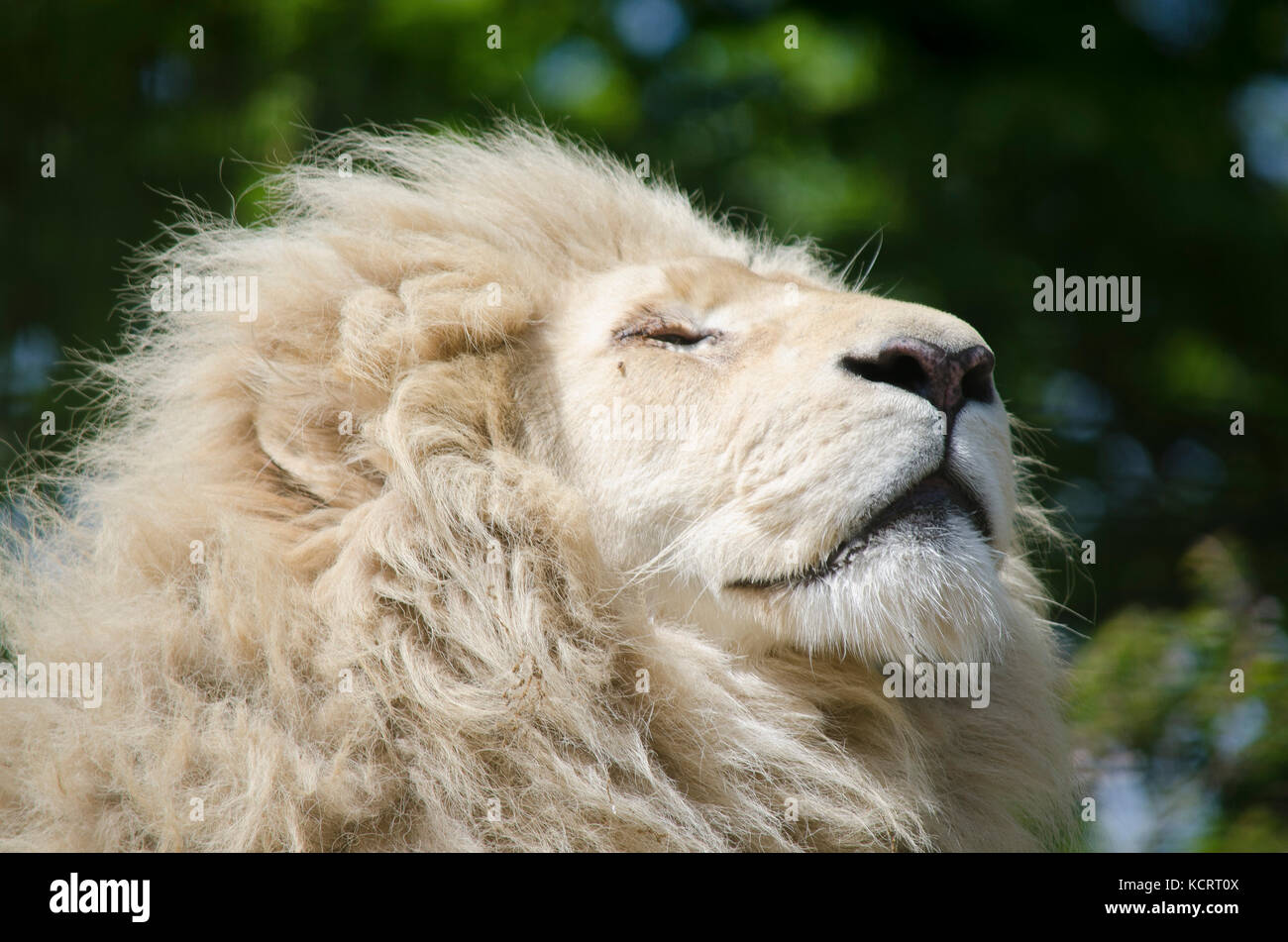 Lions den zoo hi-res stock photography and images - Alamy