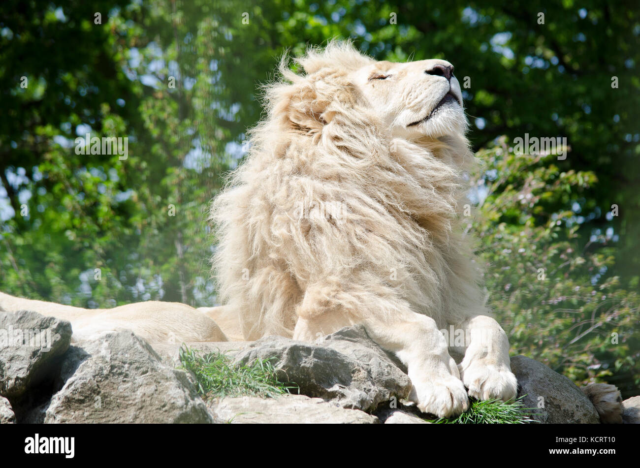 Photograph taken in Captivity The Lions Den Stock Photo - Alamy