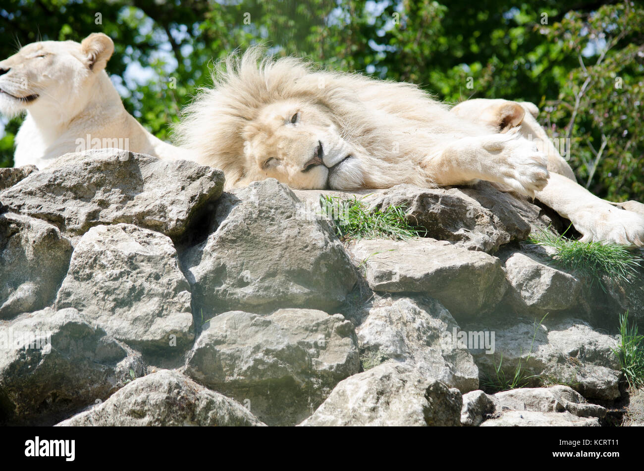 Lions den zoo hi-res stock photography and images - Alamy