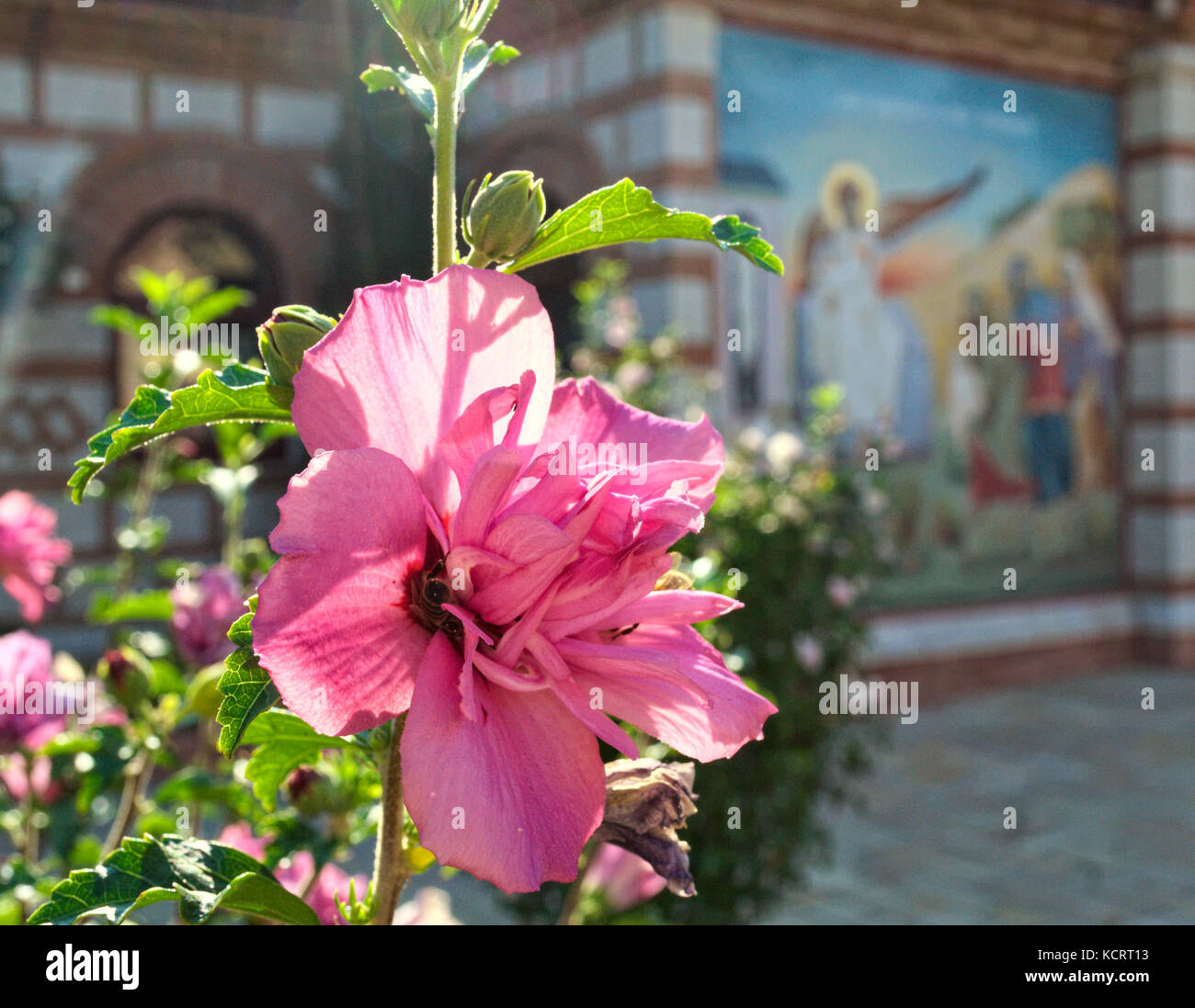 Pink flower closeup, and icon in background at monastery kac, serbia ...