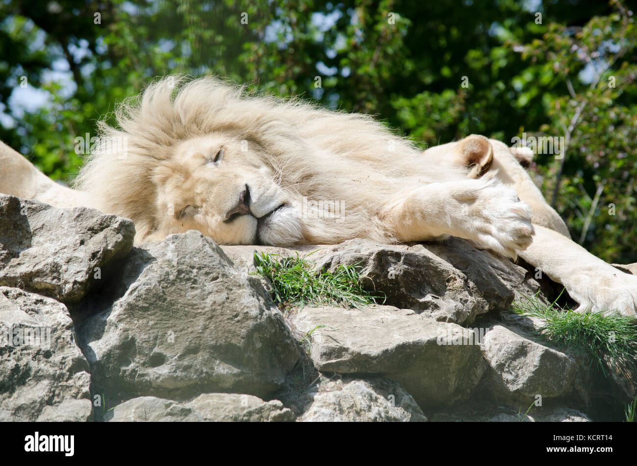 Photograph taken in Captivity The Lions Den Stock Photo - Alamy