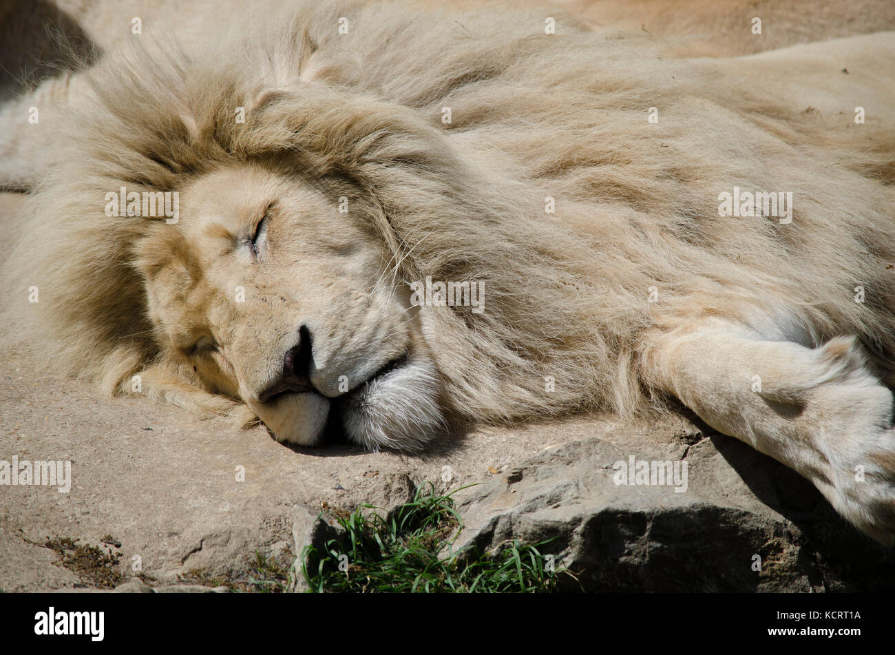Photograph taken in Captivity The Lions Den Stock Photo - Alamy