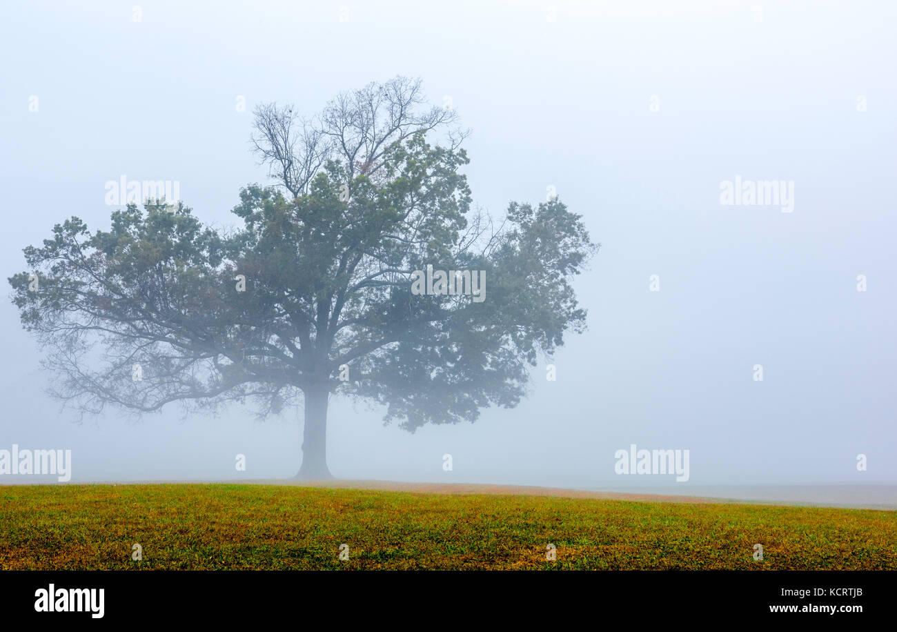 A minimalist photo of beautiful old tree surrounded by fog Stock Photo ...