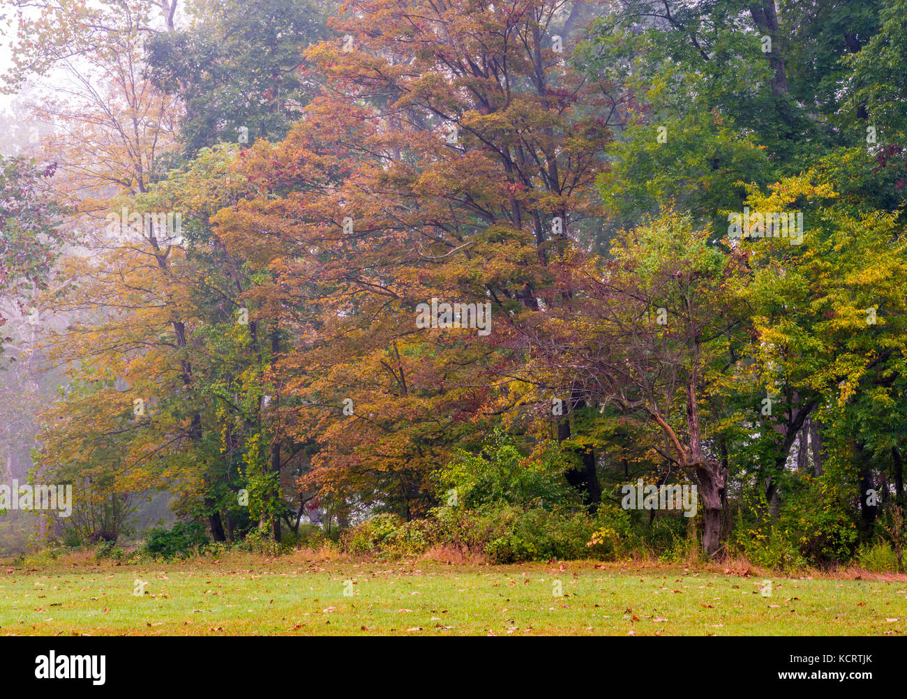 Colorful autumn trees background Stock Photo - Alamy