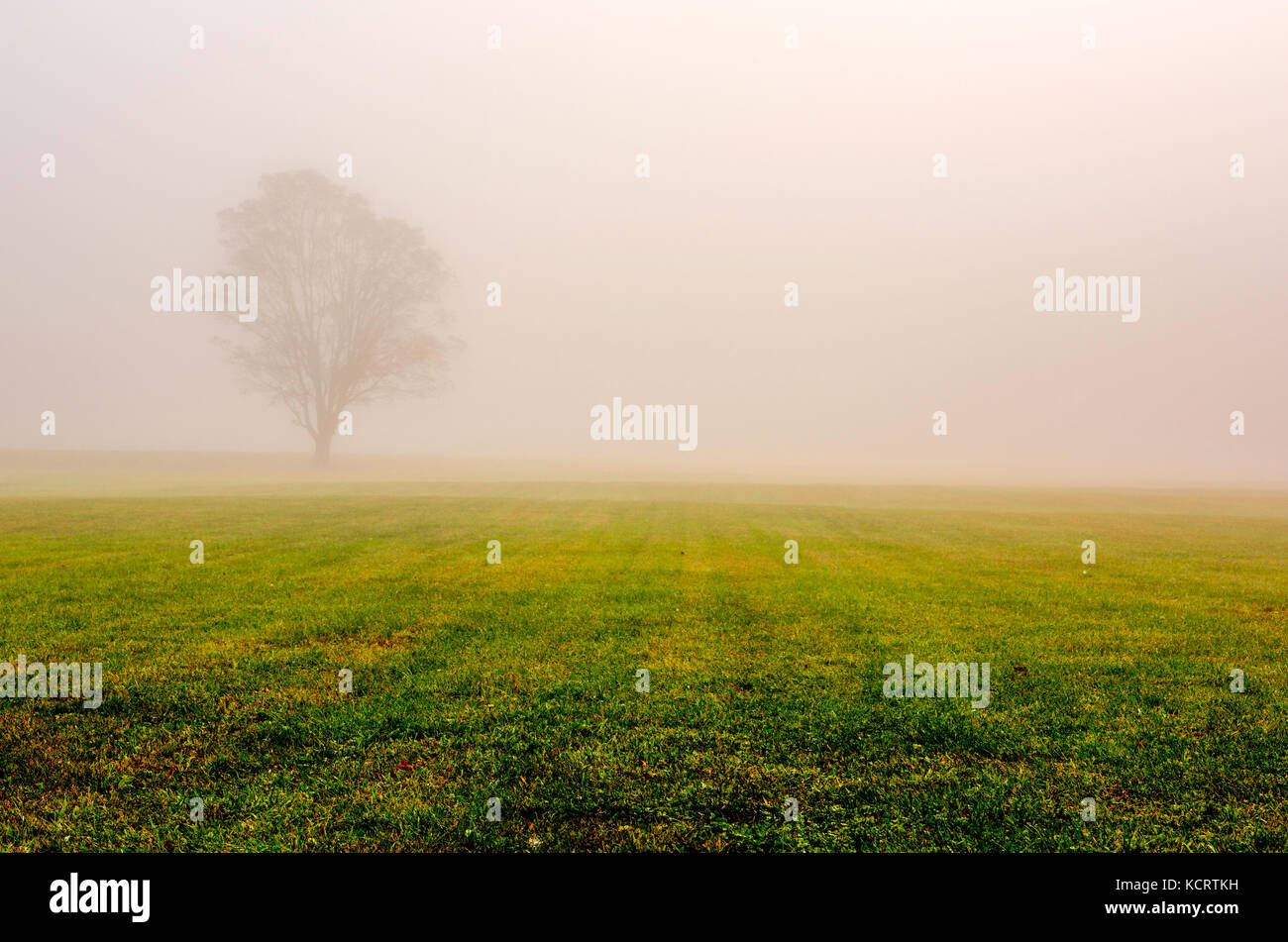 A minimalist photo of a tree surrounded by fog Stock Photo - Alamy