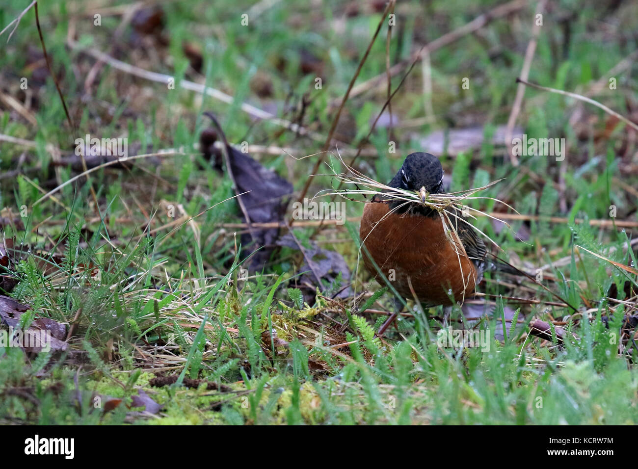 A robin gathering nesting material Stock Photo - Alamy