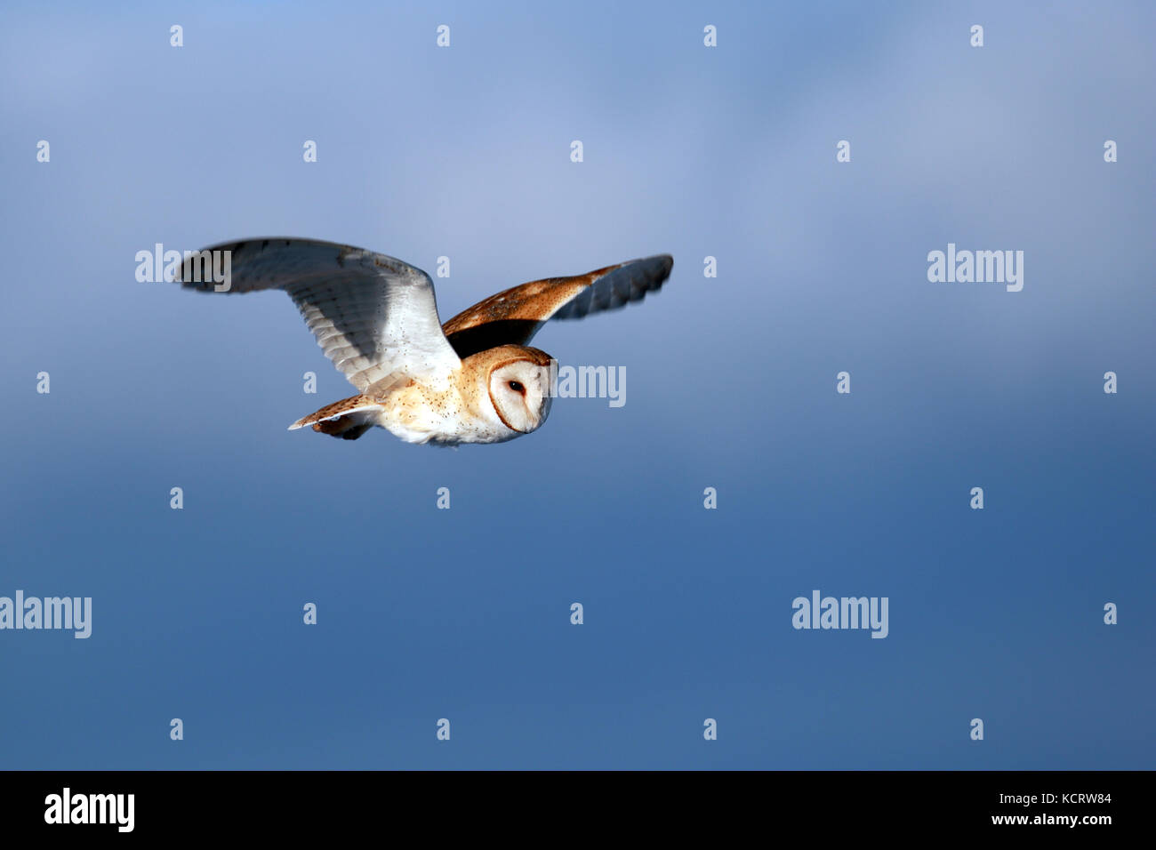 Barn owl flying Stock Photo - Alamy