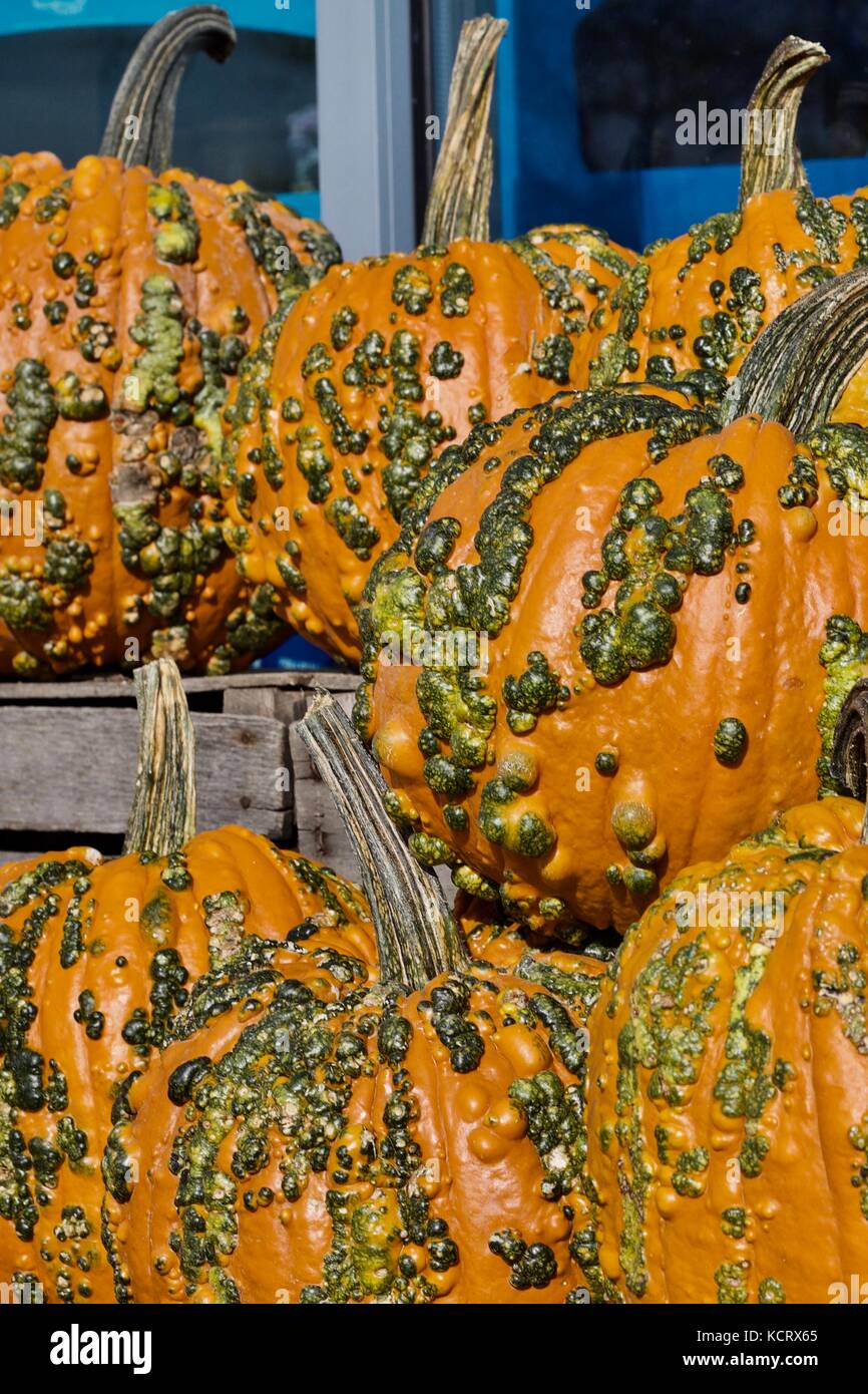 Colorful Orange Warty Pumpkins Make Attractive Halloween Decorations ...