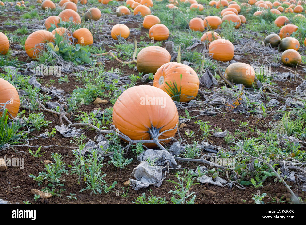 Field of Pumpkins Stock Photo - Alamy