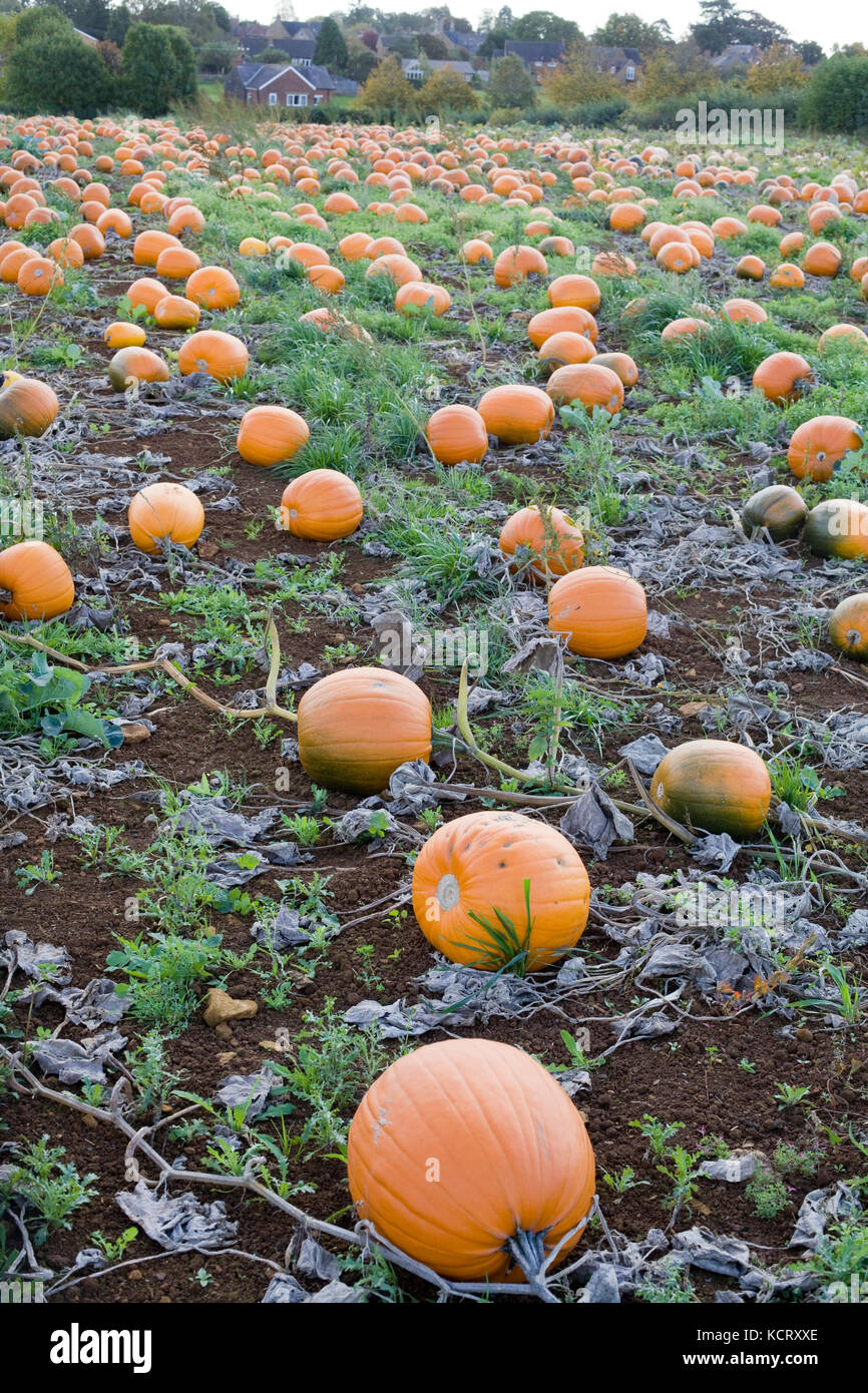Field of Pumpkins Stock Photo - Alamy