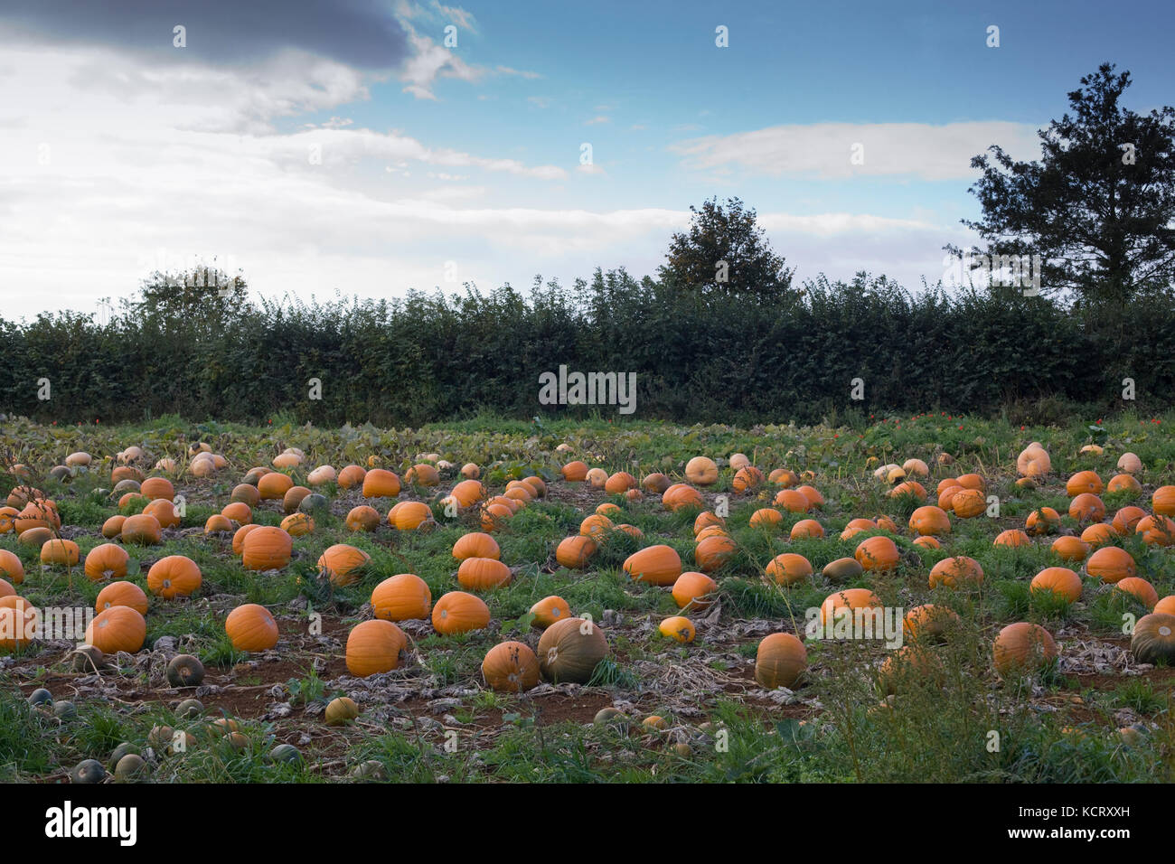 Field of Pumpkins Stock Photo - Alamy