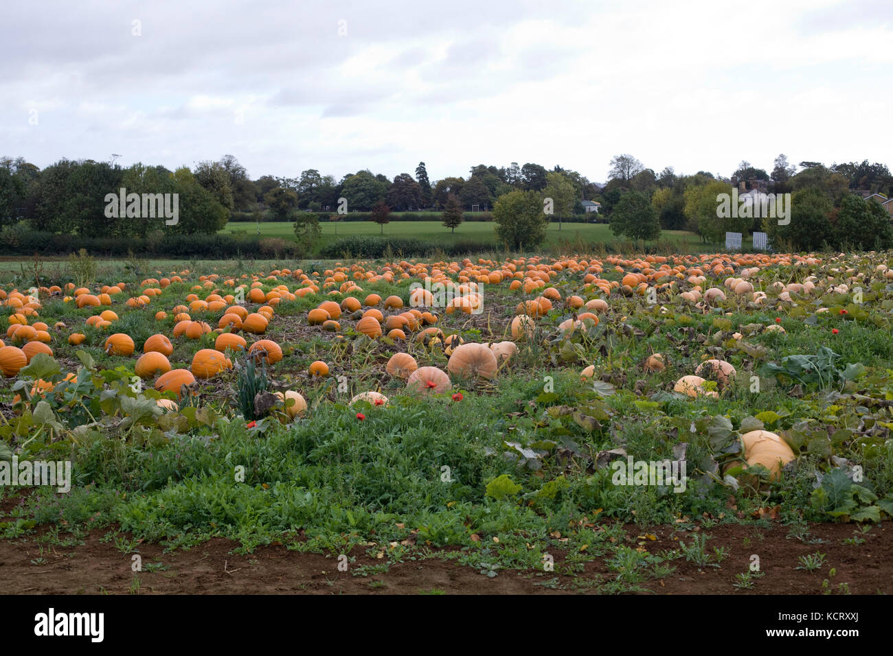 Field of Pumpkins Stock Photo - Alamy