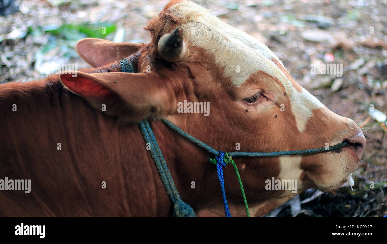 The Bali cattle (Bos javanicus domesticus) also known as Balinese ...