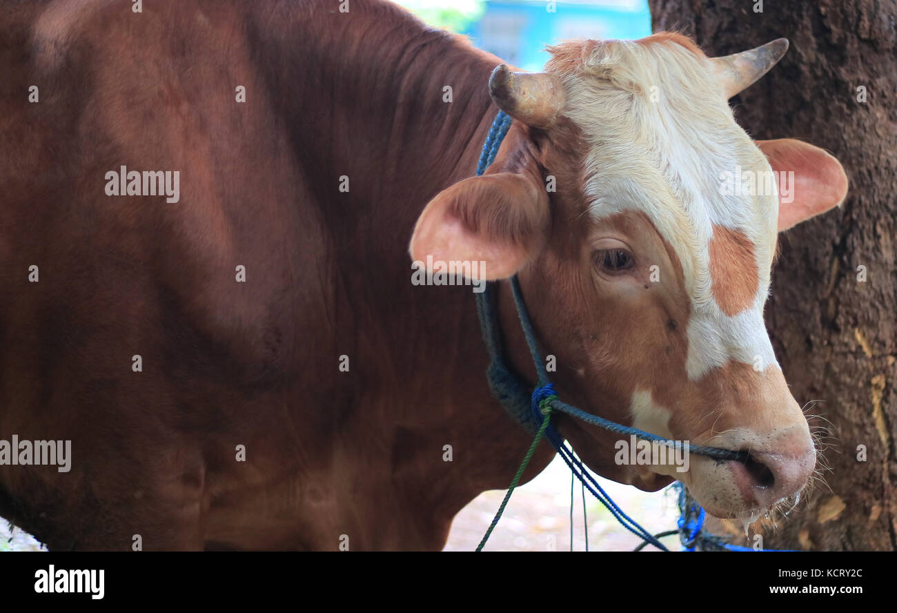 The Bali cattle (Bos javanicus domesticus) also known as Balinese ...
