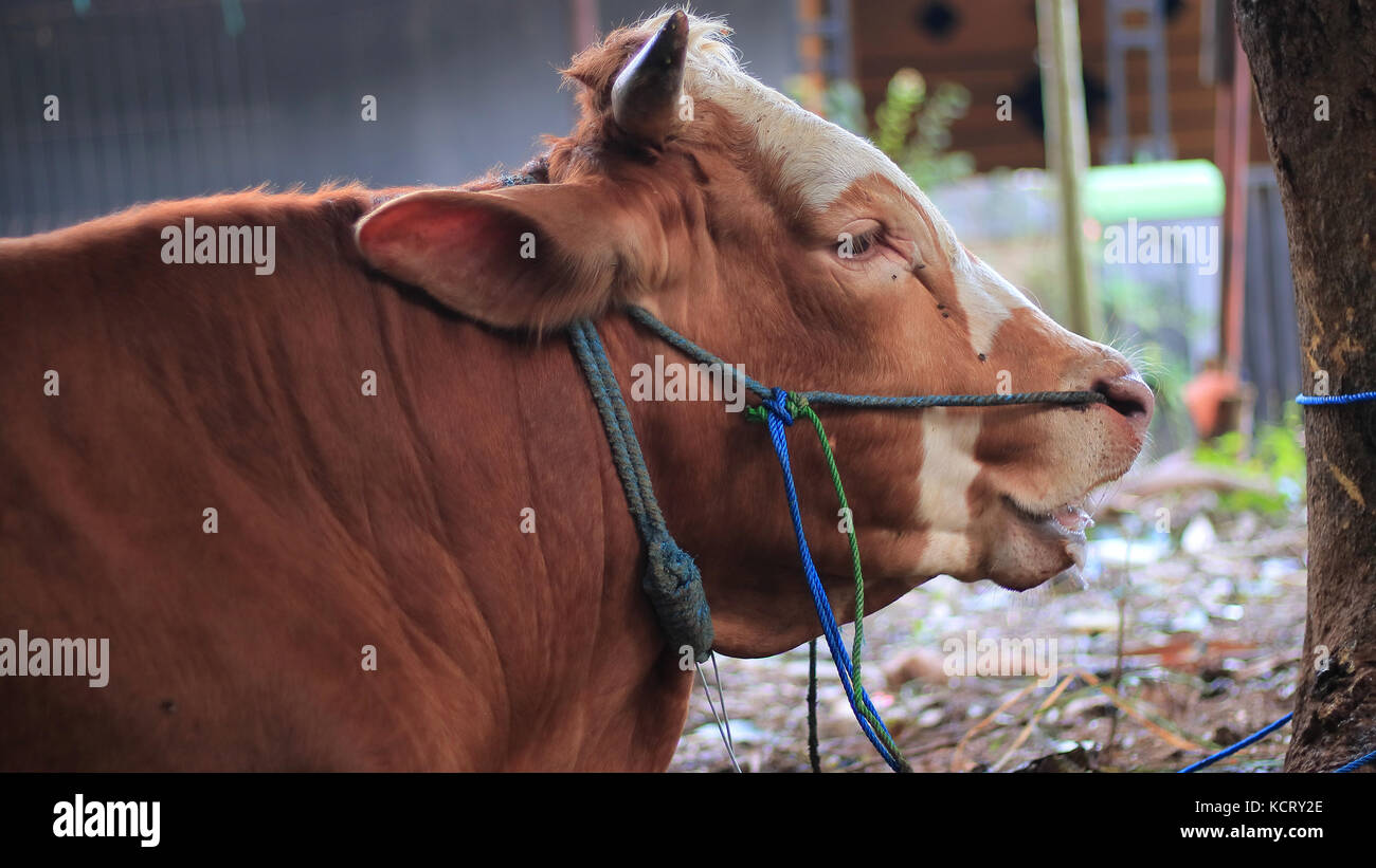 The Bali cattle (Bos javanicus domesticus) also known as Balinese ...
