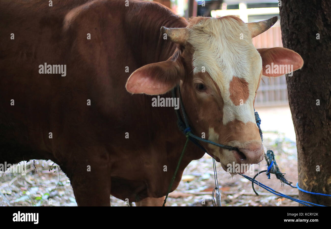 The Bali cattle (Bos javanicus domesticus) also known as Balinese ...