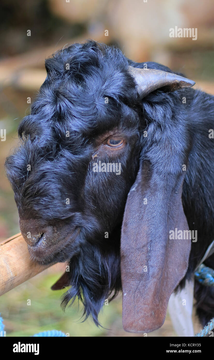 Kacang goat hi-res stock photography and images - Alamy