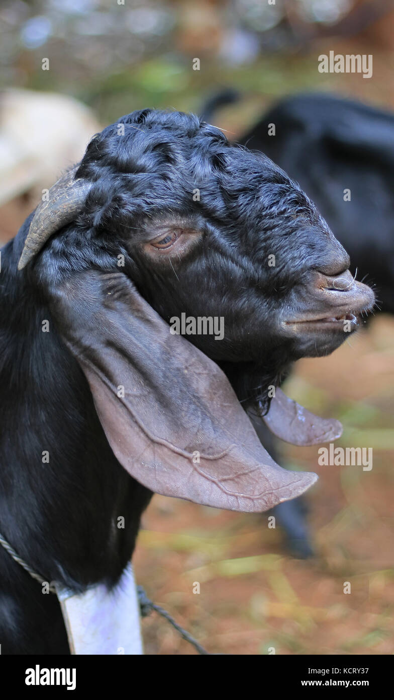 The kacang goat (Capra aegagrus hircus) is indigenous to Indonesia and ...
