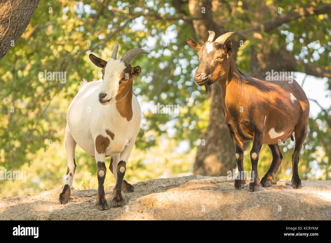 Spotted goats hi-res stock photography and images - Alamy