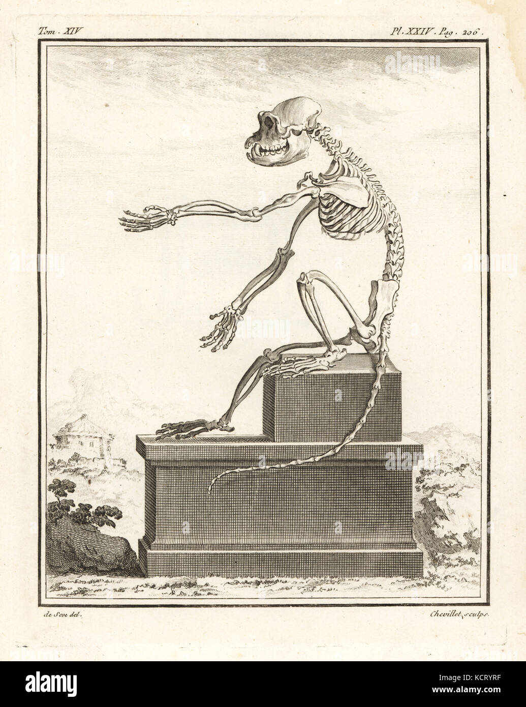 African macaque species, Cercopithecus angolensis major. Skeleton ...