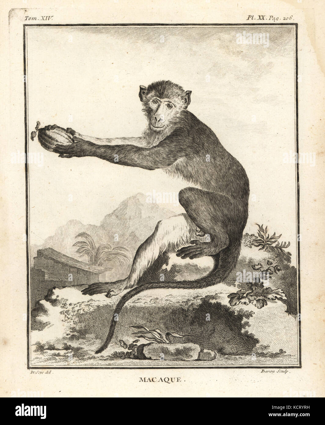 African macaque species, Cercopithecus angolensis major. Copperplate ...