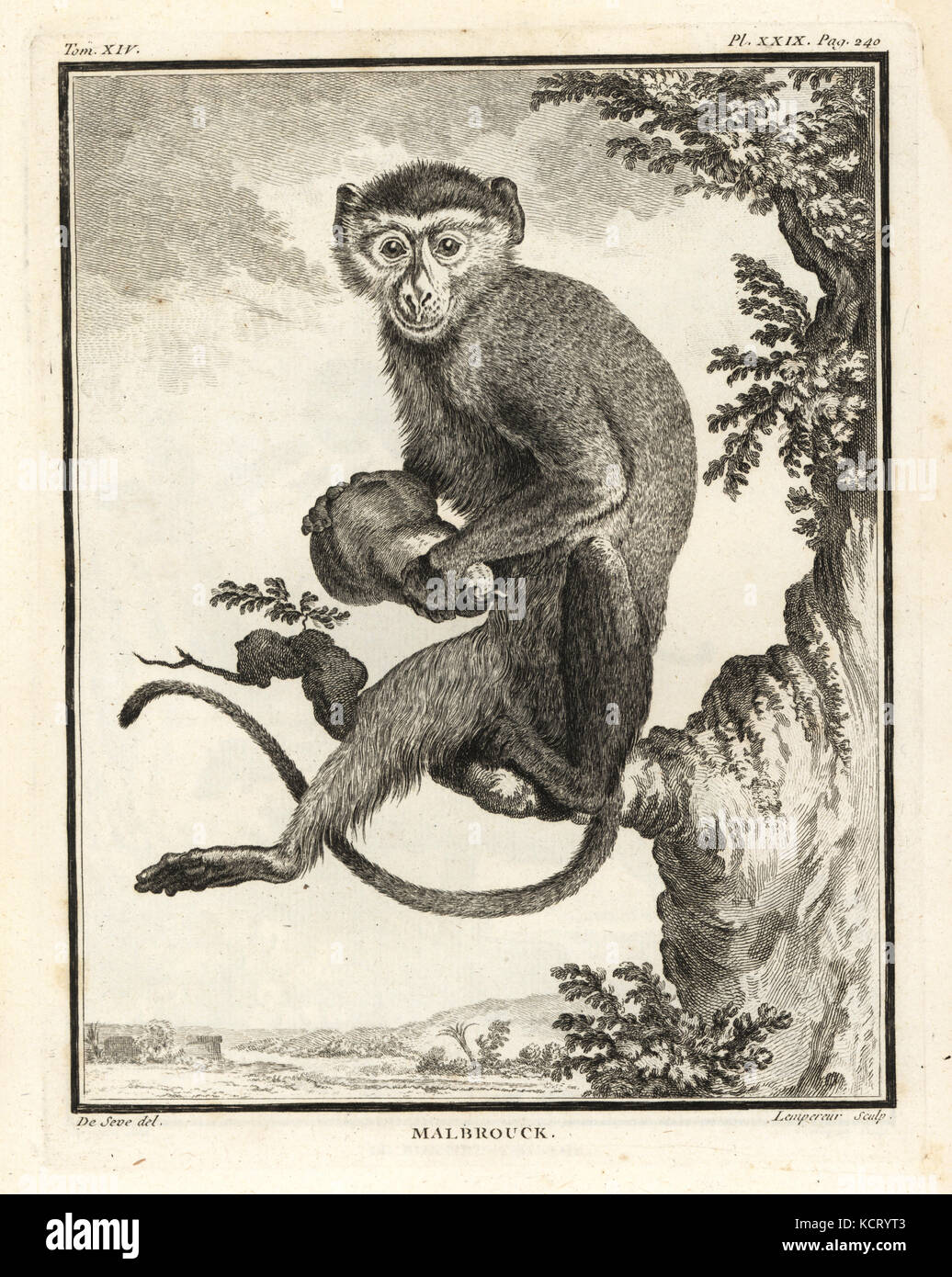 Malbrouck, Chlorocebus cynosuros, female. Copperplate engraving by ...