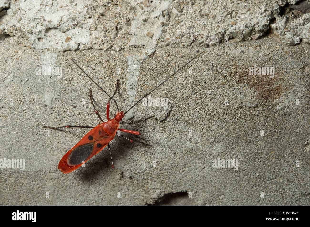 Largidae hi-res stock photography and images - Alamy