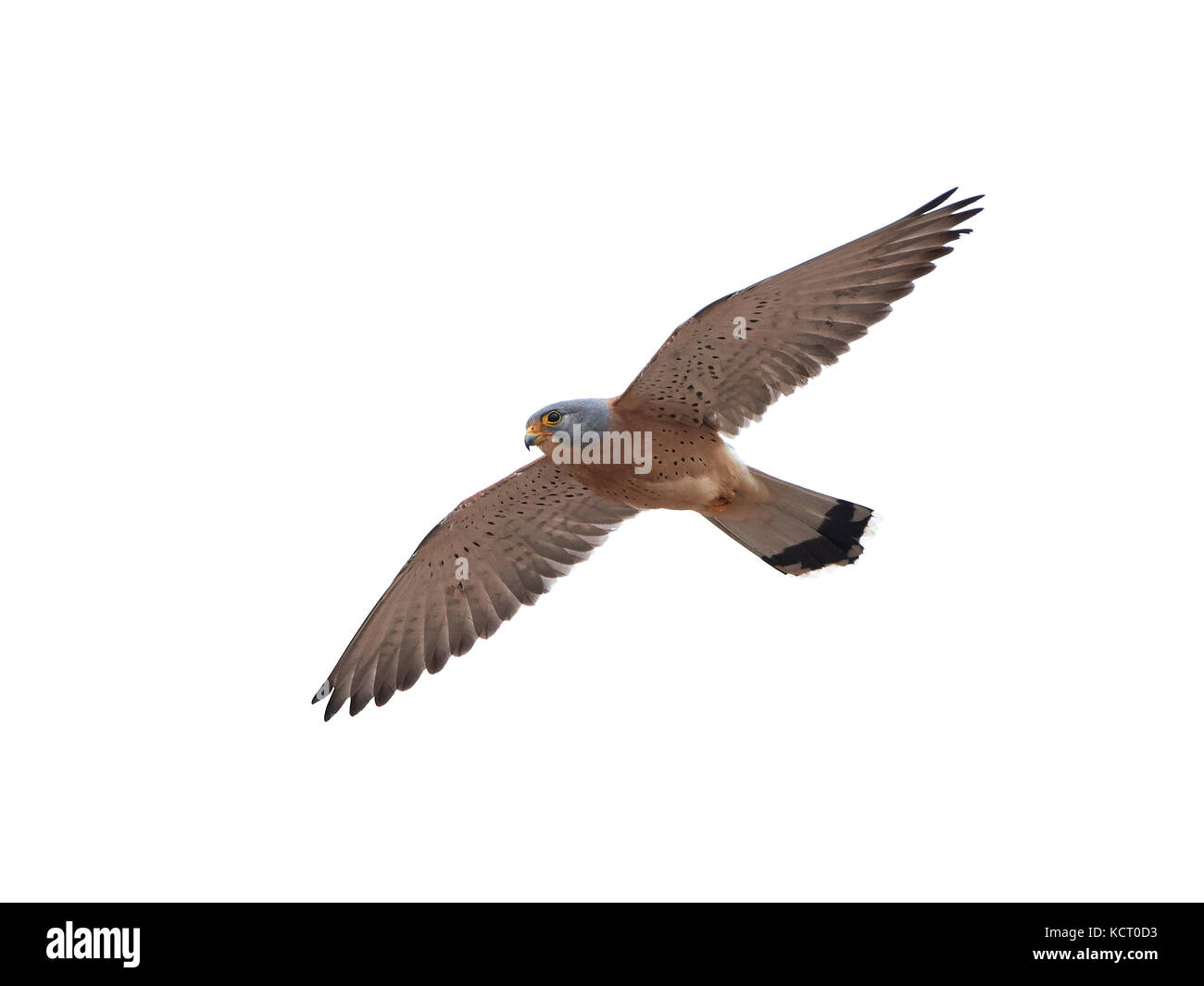 Lesser kestrel in flight isolated on a white background Stock Photo - Alamy